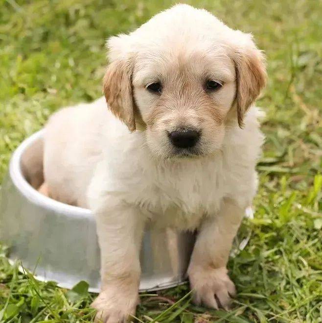 Under是在下面，Dog是狗，那 你知道Underdog是什么意思吗？_the