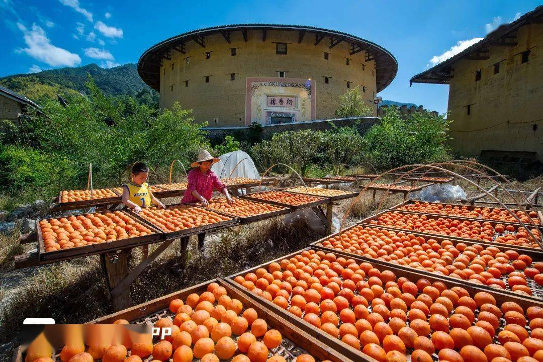 美翻~ 永定红柿迎大丰收，累累金黄惹人馋_柿子