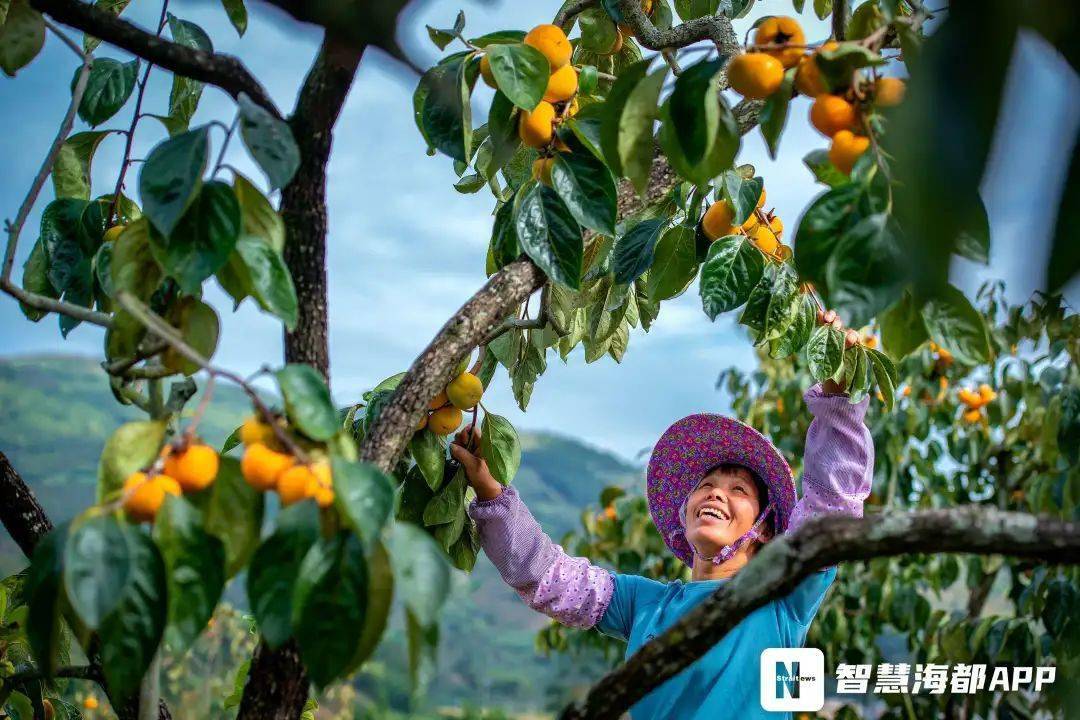 美翻~ 永定红柿迎大丰收，累累金黄惹人馋_柿子