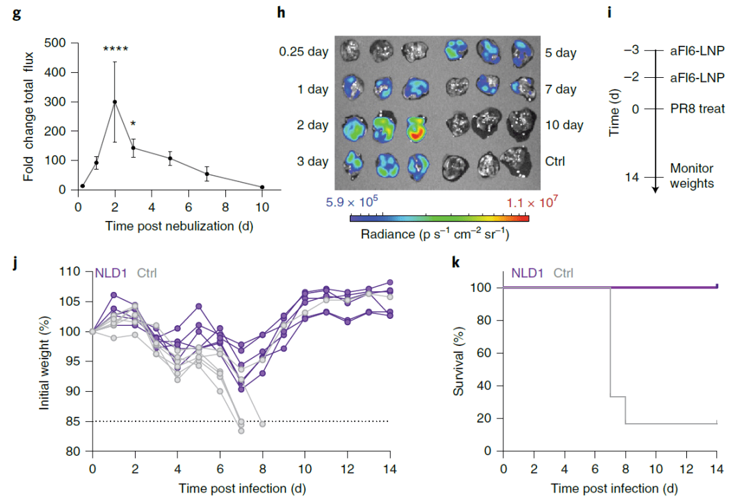 Nature子刊：吸入式雾化LNP，递送mRNA疫苗，成功治疗流感_研究