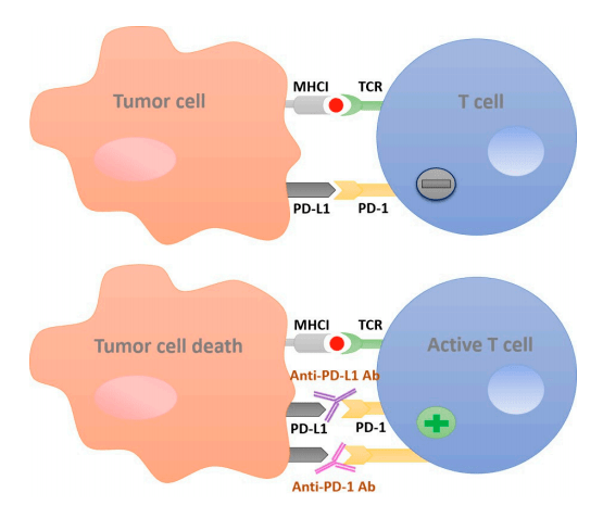 ADCP 效应或成 PD-L1 抑制剂的「秘密武器」_细胞