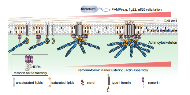 Plant Cell| 南洋理工大学揭示拟南芥先天免疫过程remorin调控formin形成膜纳米域影响actin重塑的分子机理_组装