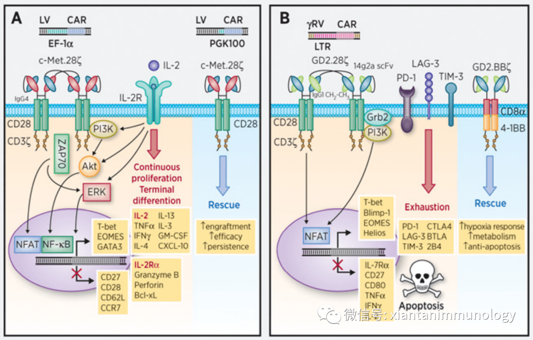 Tonic 信号通路：介导CAR-T 的耗竭和失能..._tonic