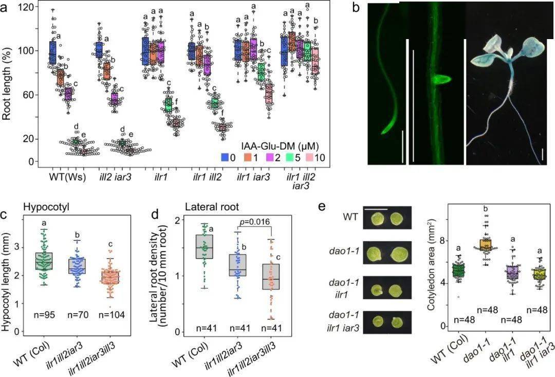 Nat.Commun.｜日本科学家揭示植物生长素氧化失活的分子机制_IAA-Asp