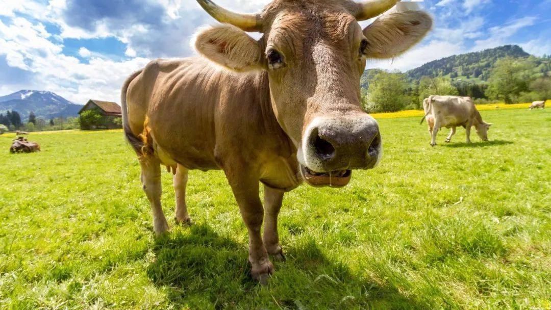 使用 cowsay 命令的 3 种有趣方式 | Linux 中国_Fedora_linux_@@Hello