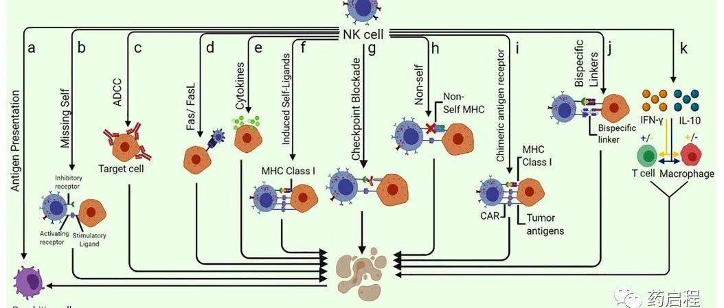 NK细胞如何识别和杀死肿瘤_受体_Fas_通路