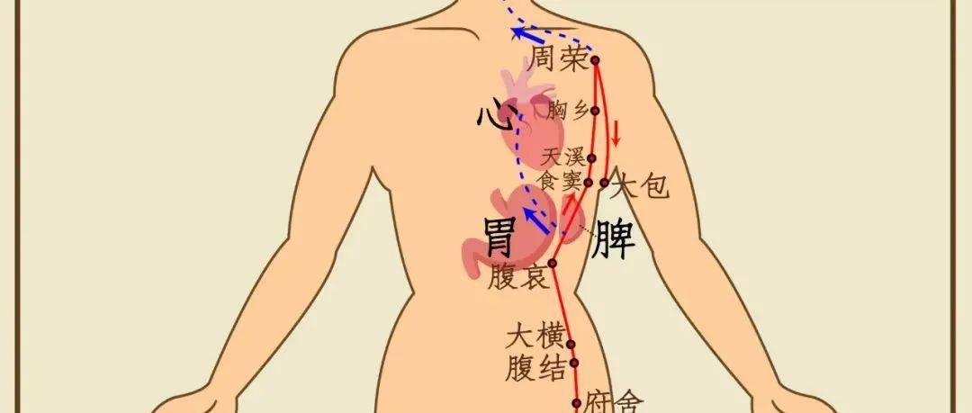 女人的慢性病,都与这条经有关!气血人体公孙穴