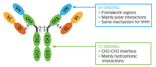 Amsphere™ A3 Protein A树脂：抗体片段和单域抗体纯化新选择_进行_sdAb_Fab