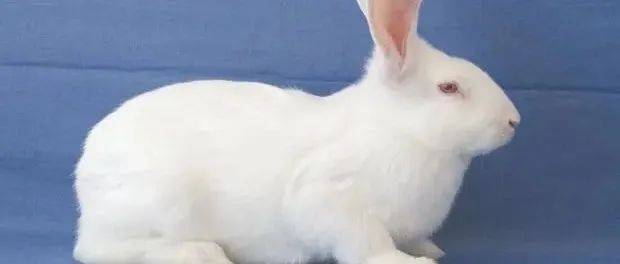 过分！高校实验动物被学生私自放走，实验兔刚缝完针，连线都没拆......_微博_科研_研究生