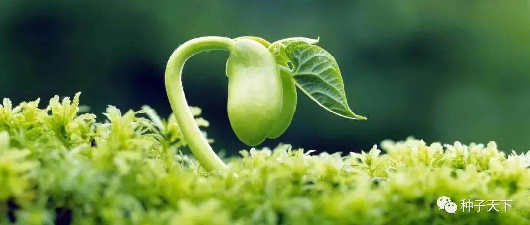 公示：2021年种子行业信用评价评审结果！26家企业11家3A！_天下_种业_中国