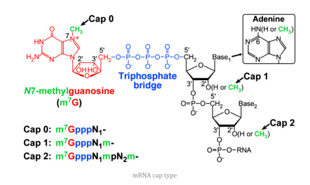 深度解析mRNA甲基化和帽子结构_Cap_合成_过程