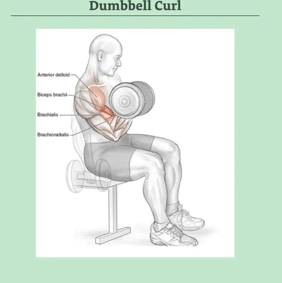 Dumbbell Curl_Curl