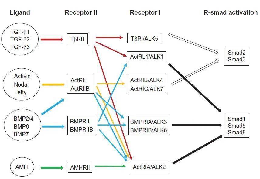 TGF-β在肿瘤免疫治疗的作用_细胞因子_信号_受体