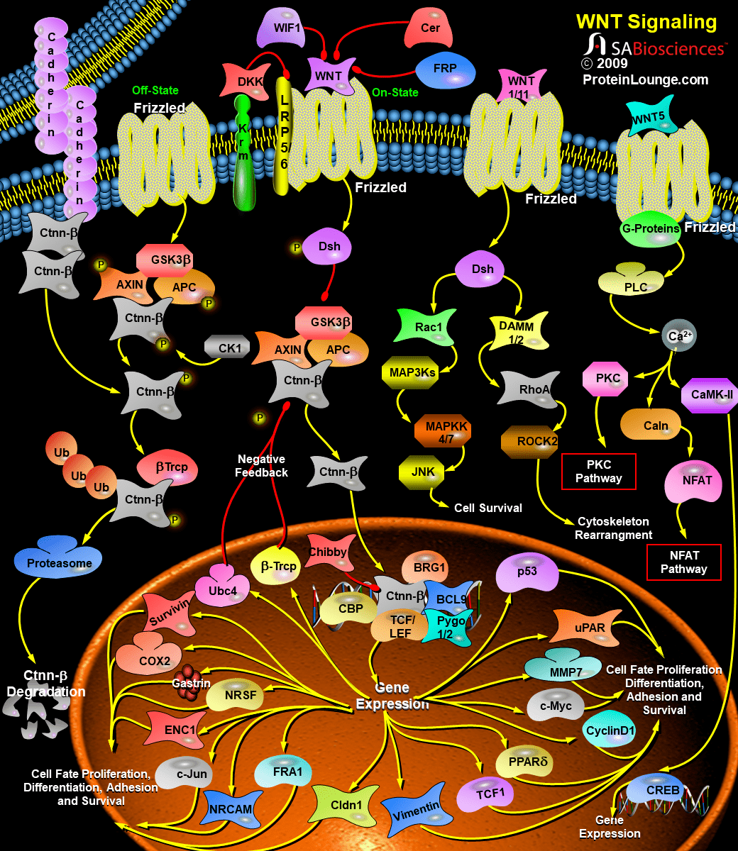 细胞信号通路详解之Wnt信号通路_蛋白_Dsh_基因