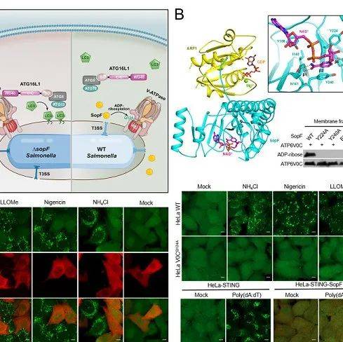 生物物理所等揭示细菌效应蛋白拮抗宿主抗细菌自噬的分子机理和细胞选择性自噬的通用机制_SopF_V-ATPase_通路