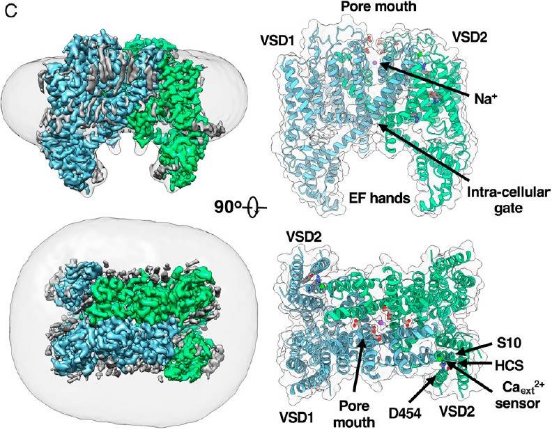 PNAS｜美德研究人员揭示植物电压门控离子通道TPC1激活的结构机制_液泡_Rainer_螺旋
