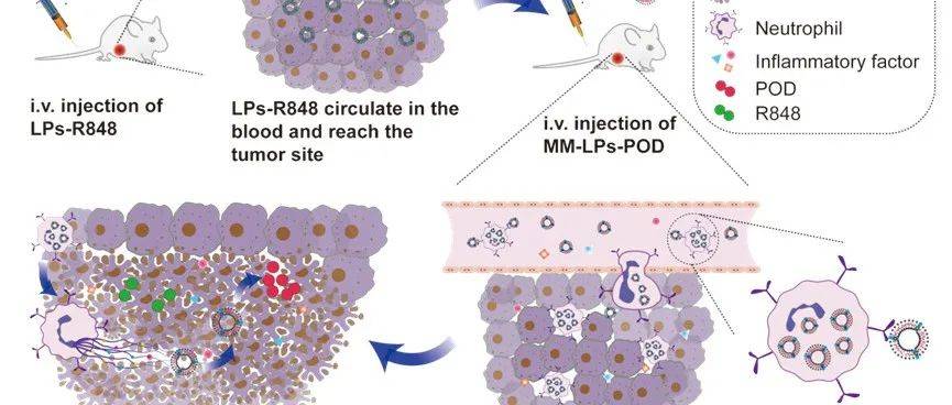 【APSB推荐】TLR7/8激动剂R848、支原体细胞膜——“神助攻”中性粒细胞靶向肿瘤递送纳米药物_研究_Xiang_Lingyi