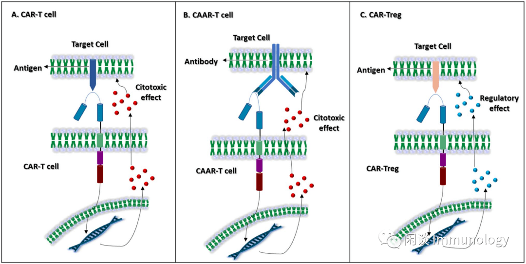 细胞治疗自身免疫性疾病的3个策略_CAR-Treg_抗体_临床