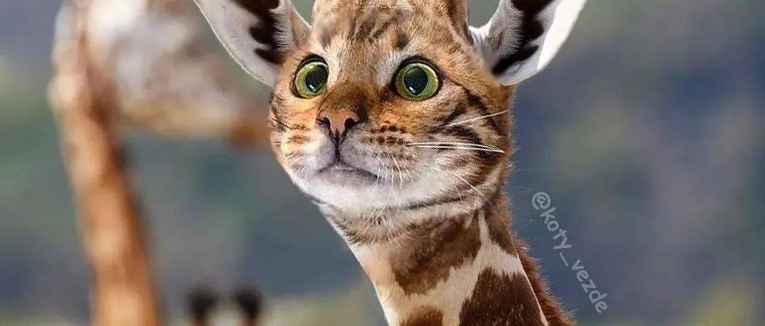 万物皆可喵喵喵，PS大神靠P猫火了！_动物_猫猫_猫咪