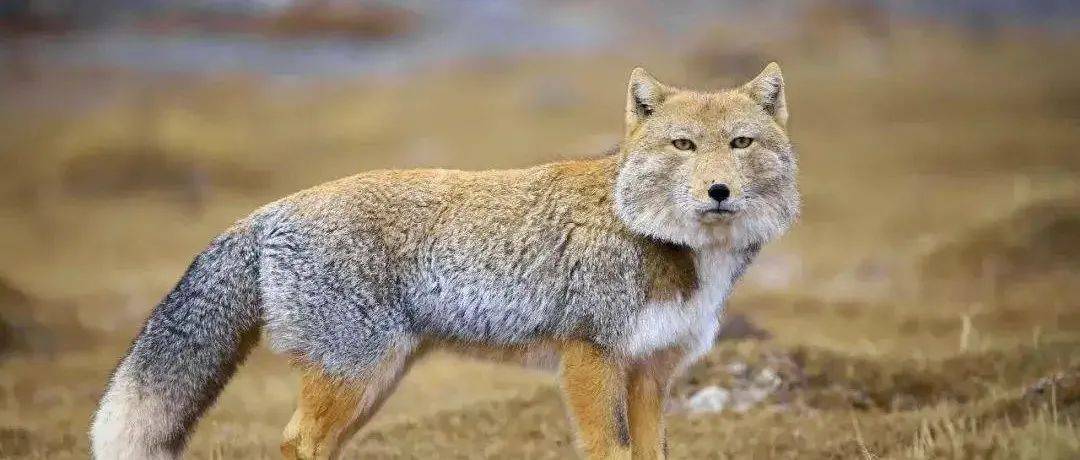 Kubernetes 集群网络从懵圈到熟悉，秒懂秒透_容器_Pod_Veth