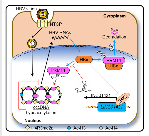 山东大学马春红课题组AS：LINC01431与精氨酸甲基转移酶PRMT1作用表观调控HBV cccDNA_Tranion_Science_蛋白