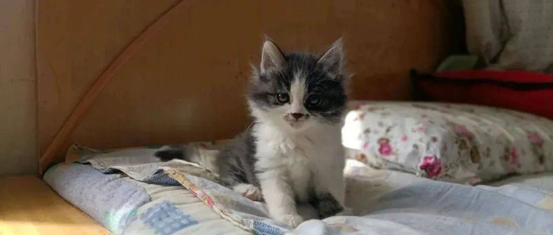【猫咪领养】长毛小狸花昆明寻领养昆明猫咪
