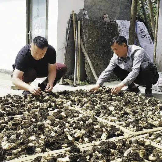 小小羊肚菌 撑开“致富伞” 种植 尤莉 何光华