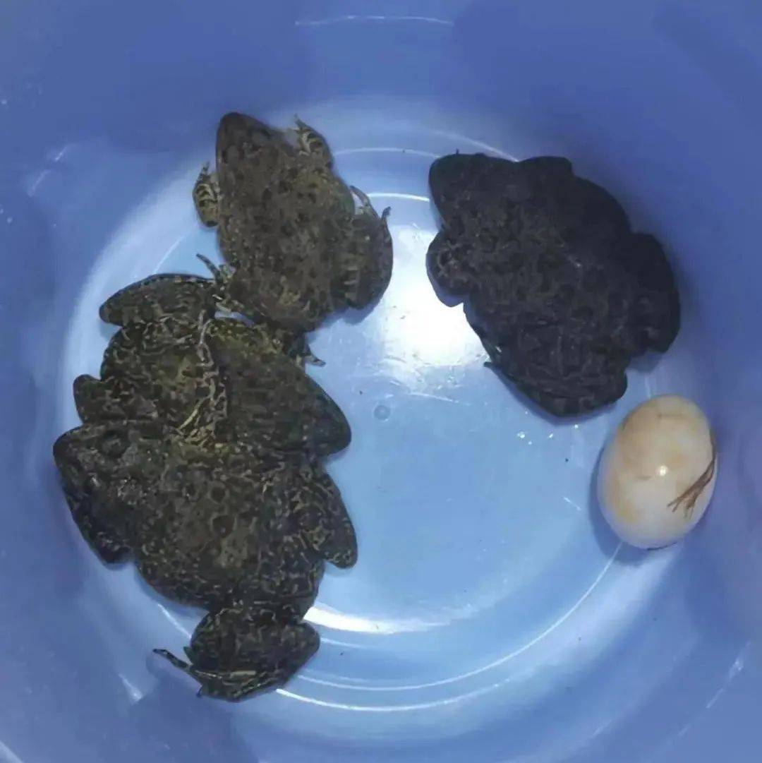 高安查获一起非法猎捕野生动物案！_蛤蟆_伍桥镇_矿灯