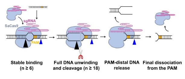 一文掌握gRNA设计，常用方法汇总解析_Cas_蛋白_基因