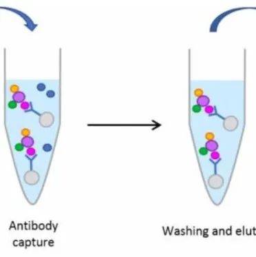 免疫共沉淀（Co-IP）结果图解读（上）_蛋白_实验_相互作用