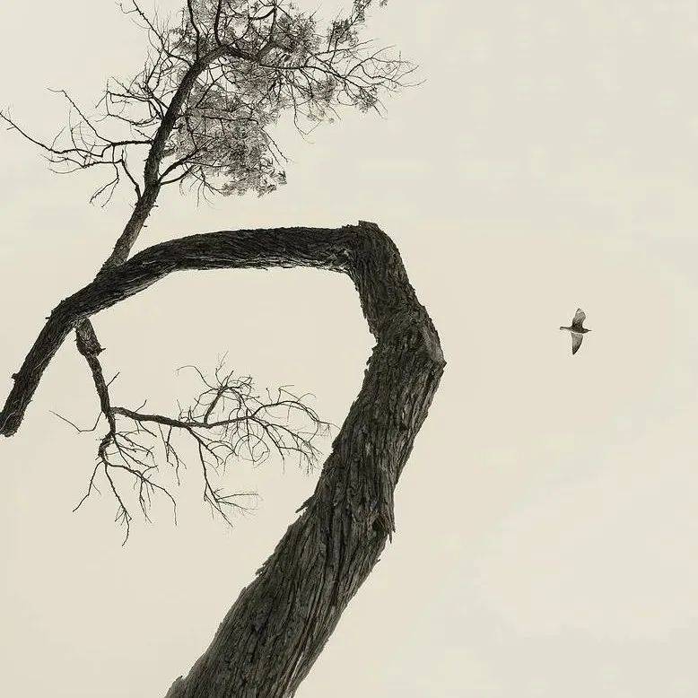 禅意风景_房子_Sasa_Gyoker