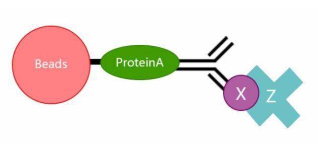 免疫共沉淀（Co-IP）结果图解读（上）_蛋白_实验_相互作用