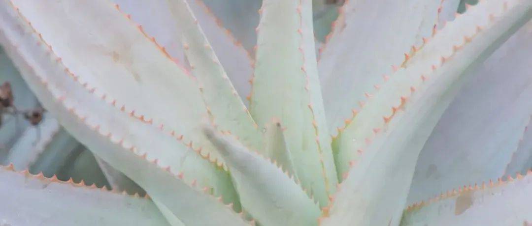 物种日历 | Aloe perryi索科特拉佩里芦荟_也门_群岛_植物