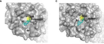 中国医学科学院与帝国理工大学联合研发EV71 3Cpro 和SARS-CoV-2 Mpro双靶点抑制剂_研究_片段_化合物