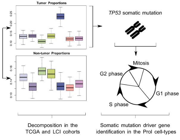 解锁scRNA/snRNA与bulk RNA联合分析新思路，赶紧看过来！_Prol_癌细胞_类型