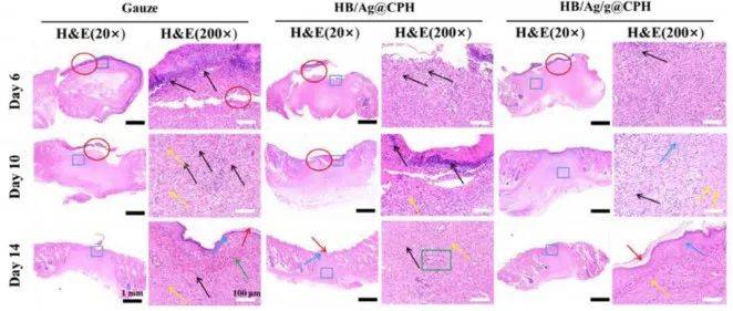H&E染色在小鼠模型中的应用_治疗_细胞核_炎症