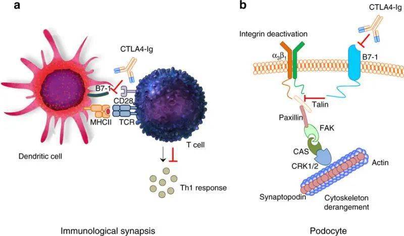 明星靶点CD27＆OX40及配体最新研究进展综述！_细胞_受体_kDa