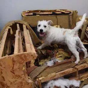 英国最具破坏性小狗，3小时就能吃掉沙发....._bijon_主人_小孩子