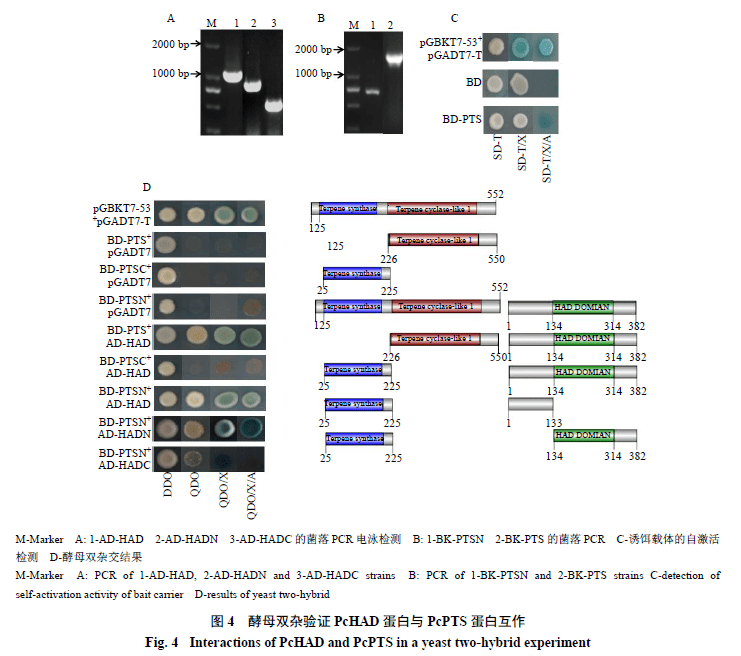 广藿香PcHAD基因克隆及其参与广藿香醇生物合成功能分析_研究_调控_蛋白质