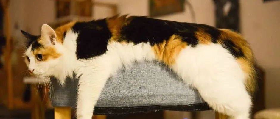 Why the long face 是什么意思？_you_of_to