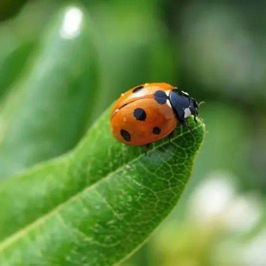 lady是女士，bird是鸟，那ladybird是什么意思？可别想歪了！_insect_This_to