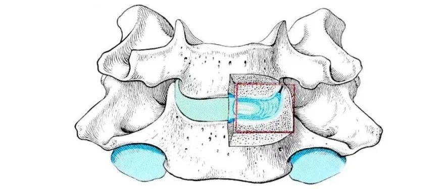 钩椎关节的3个重要功能_颈椎_椎间盘_活动度