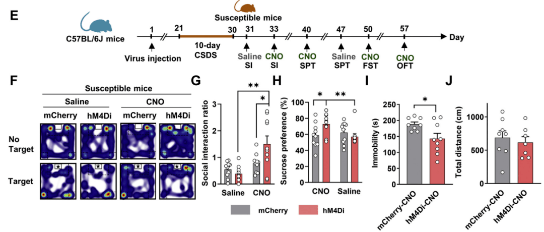 南方医科大学高天明院士揭示ATP通过mPFC→LHb环路调控抑郁样行为_神经元_抑制性_区域