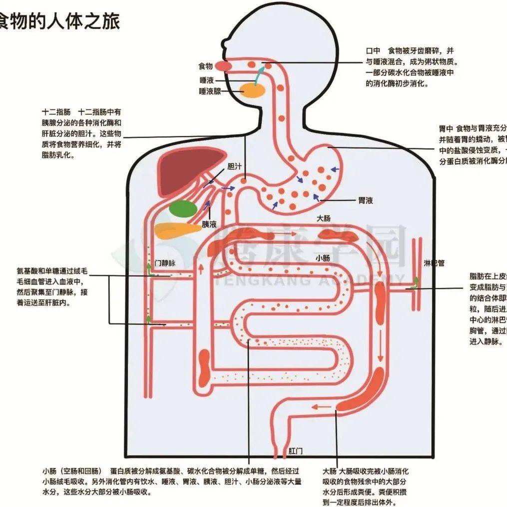 【内脏与疼痛】消化系统的概述 口腔 空肠 功能