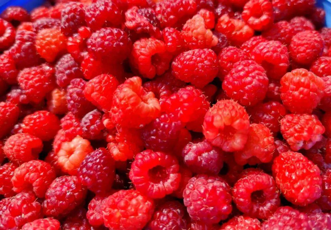 约起来！平罗常青村红树莓采摘节13日开园_崇岗镇_文化_发展