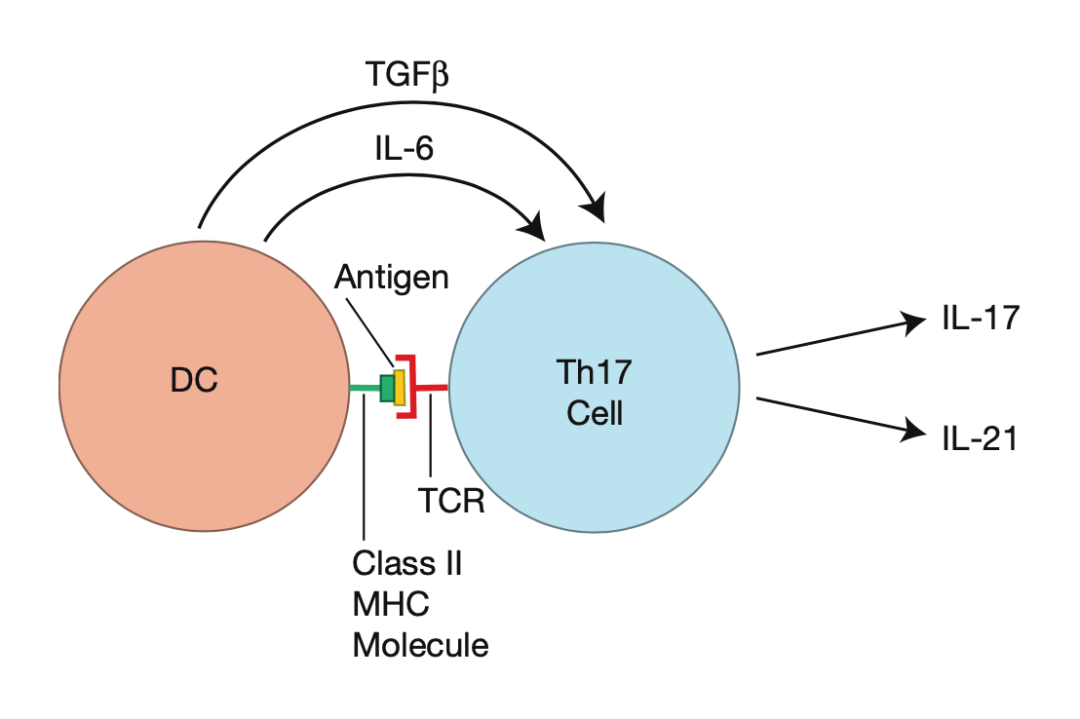 人人学懂免疫学第二十三期：Th2、Th17和Th0细胞_抗体_细菌_真菌