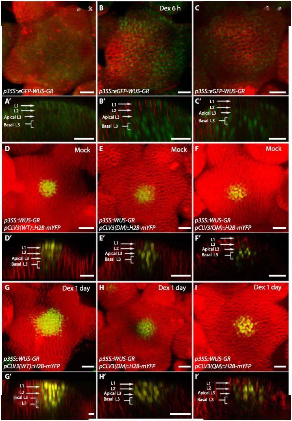 Science Advances｜加州大学河滨分校揭示WUS调控CLV3表达的浓度依赖性转录机制_研究_元件_细胞