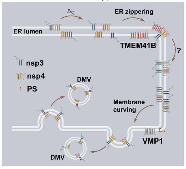 邓红雨课题组与合作者揭示VMP1和TMEM41B是β冠状病毒侵染过程中DMV形成的关键宿主因子_nsp_研究_细胞