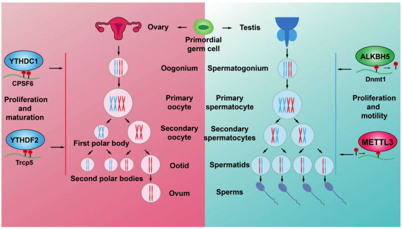 m6A修饰在生物功能和疾病中的作用_MeRIP-seq_包括_造血