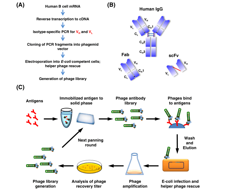 一文读懂免疫原性及人源化抗体生产策略_sdAbs_人类_鼠源